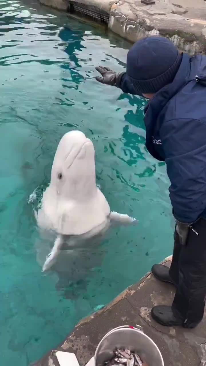 Cute voice of a Beluga Whale