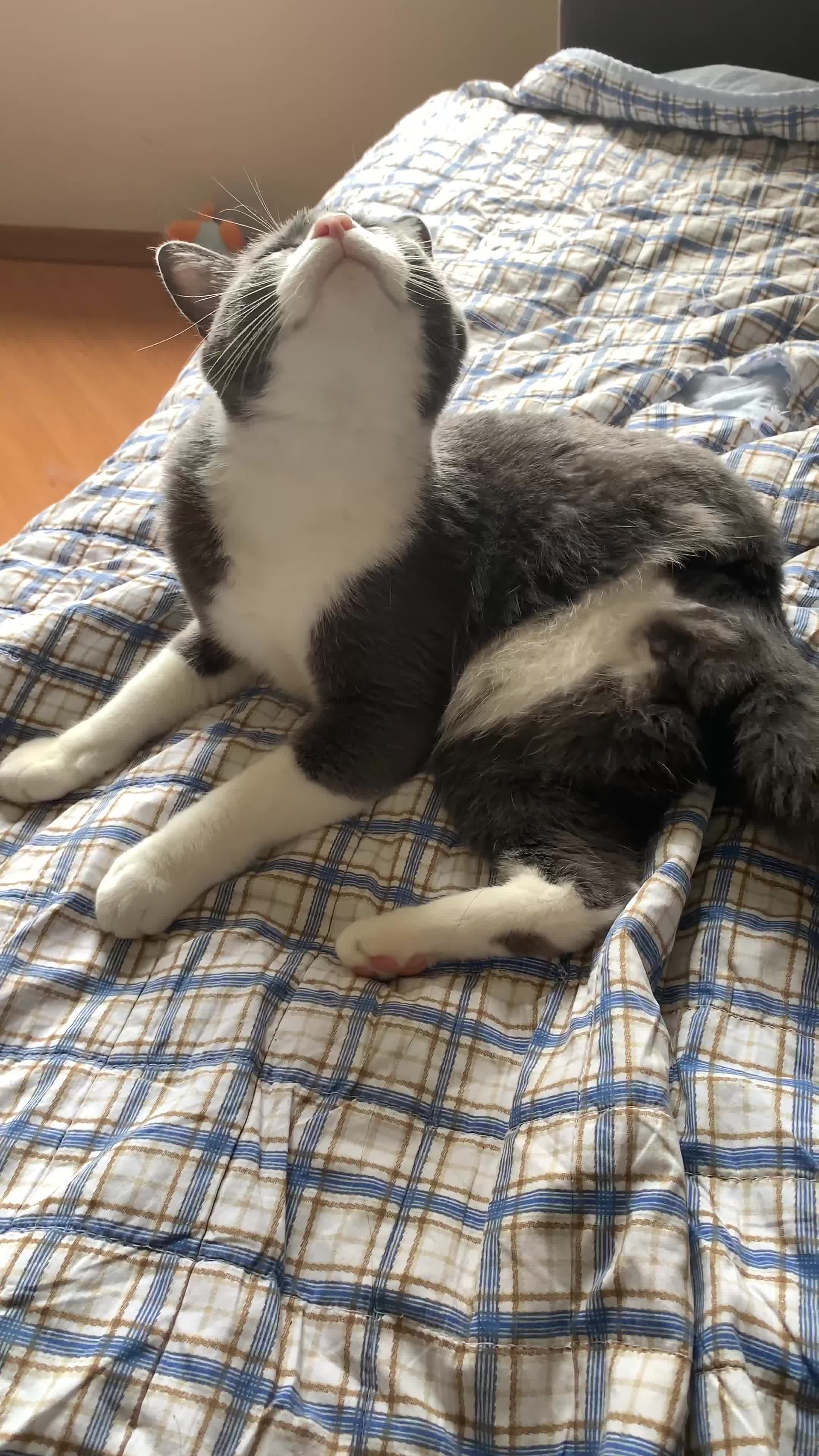 Cat Experiencing Phantom Limb From Removed Appendage