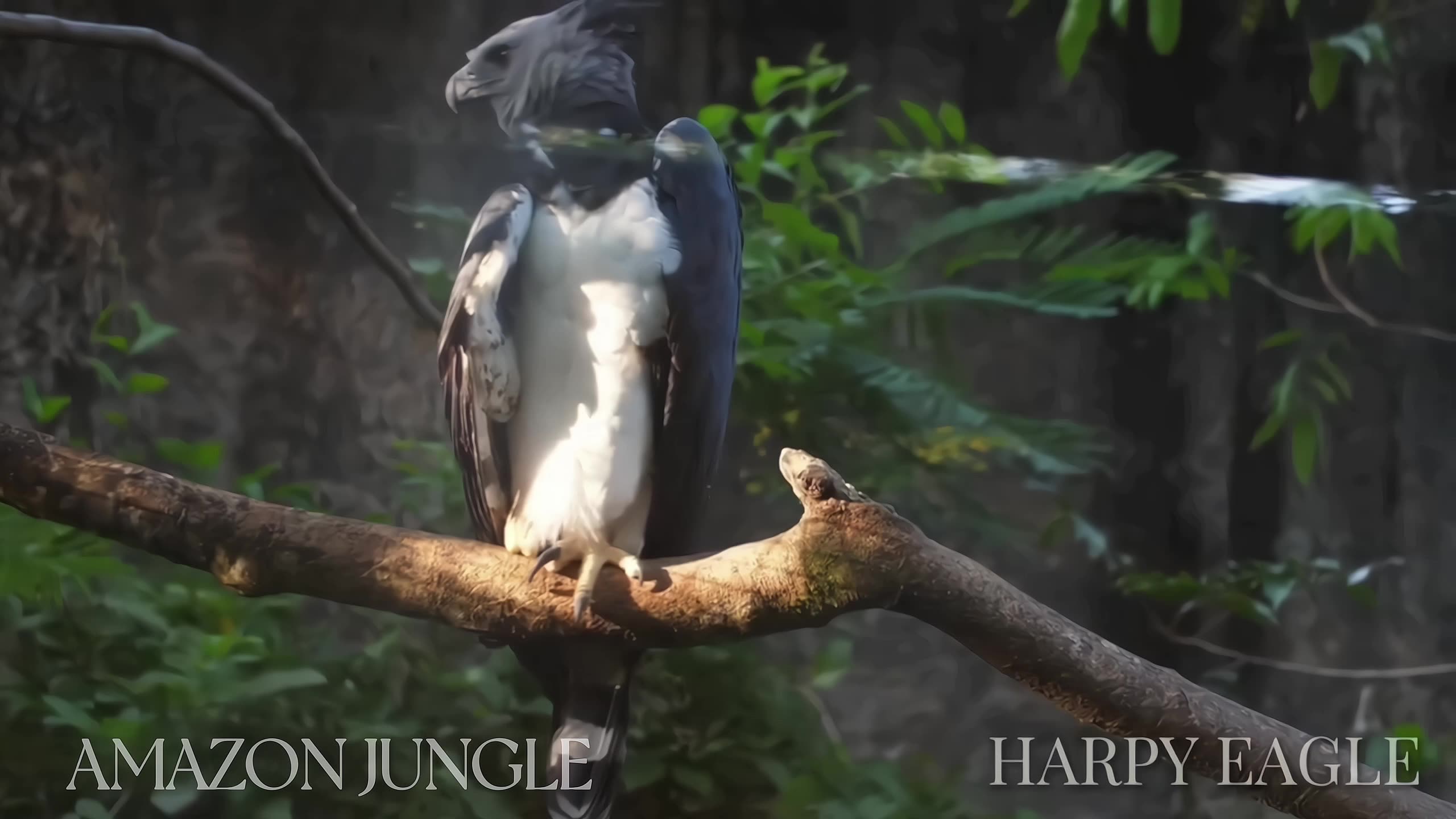 Harpy Eagle: Rare Footage of the Amazon's Majestic Predator 🦅🌿