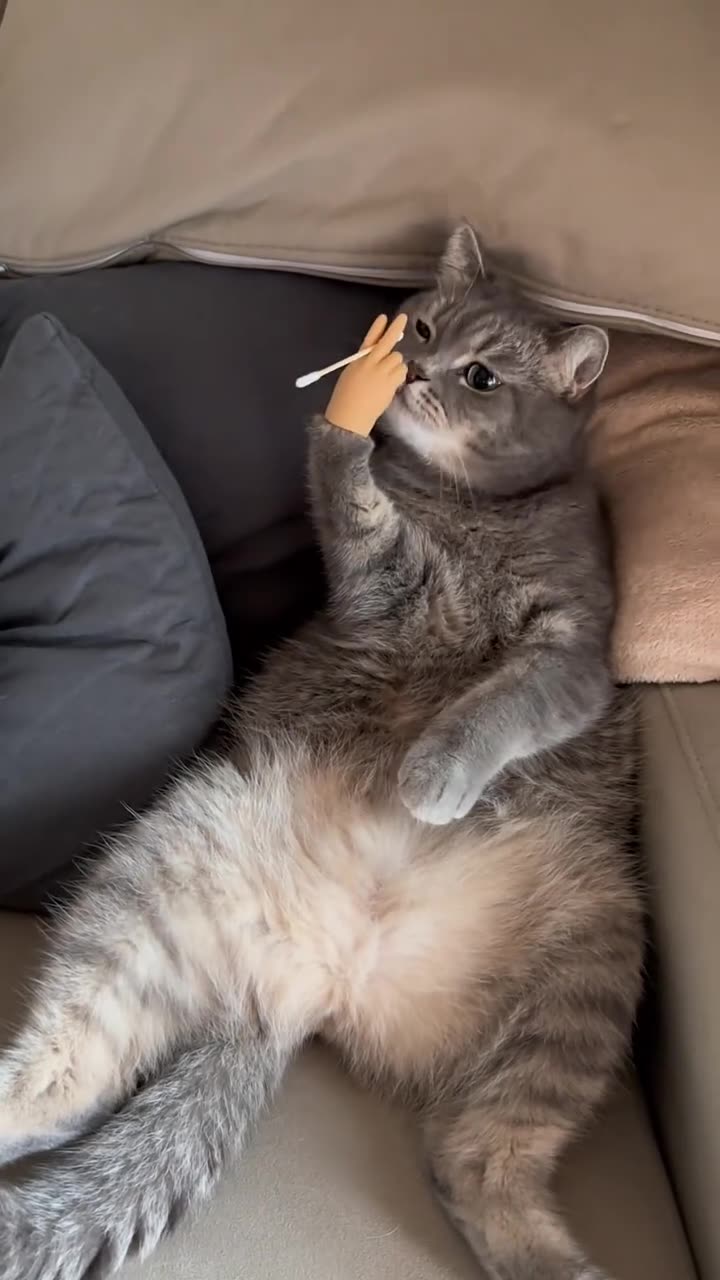 Cat: Accompany one, Accompany one# Record the daily life of cats