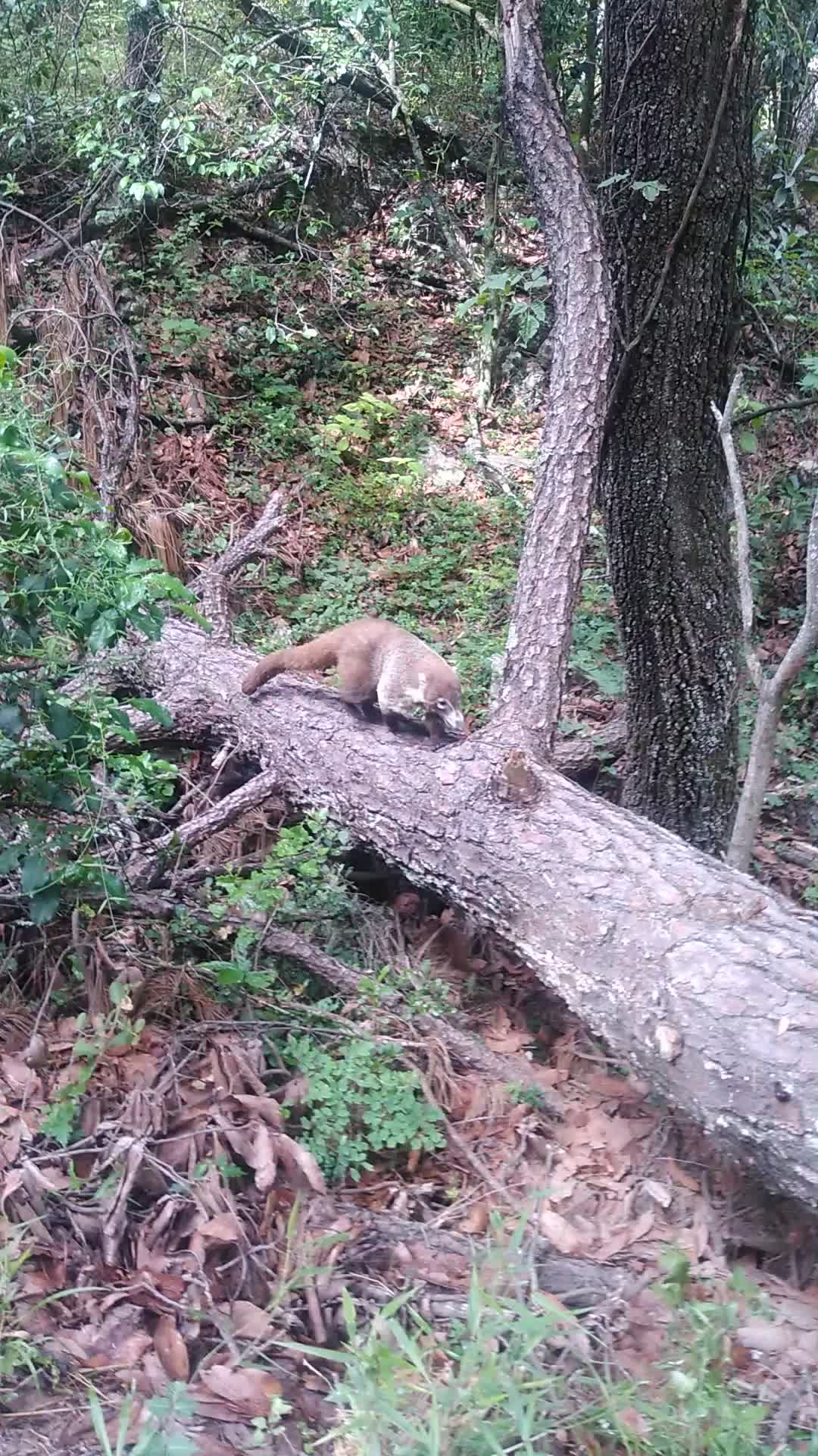 Coati en Chipinque