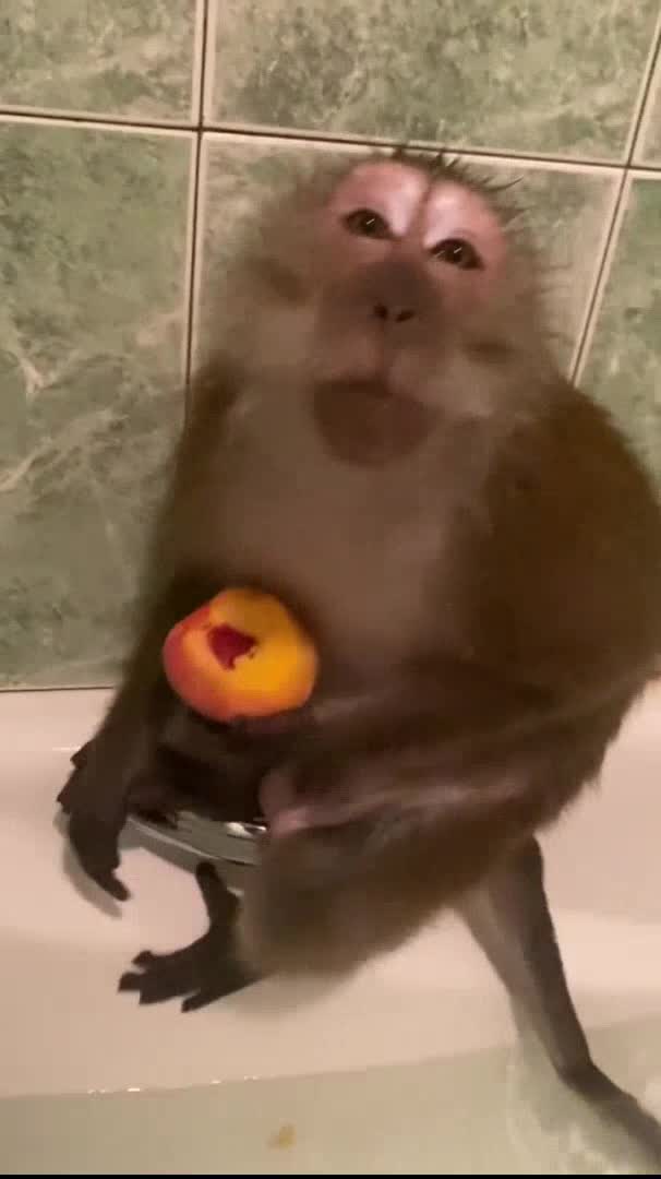 Monkeys love to swim and eat peaches🥰