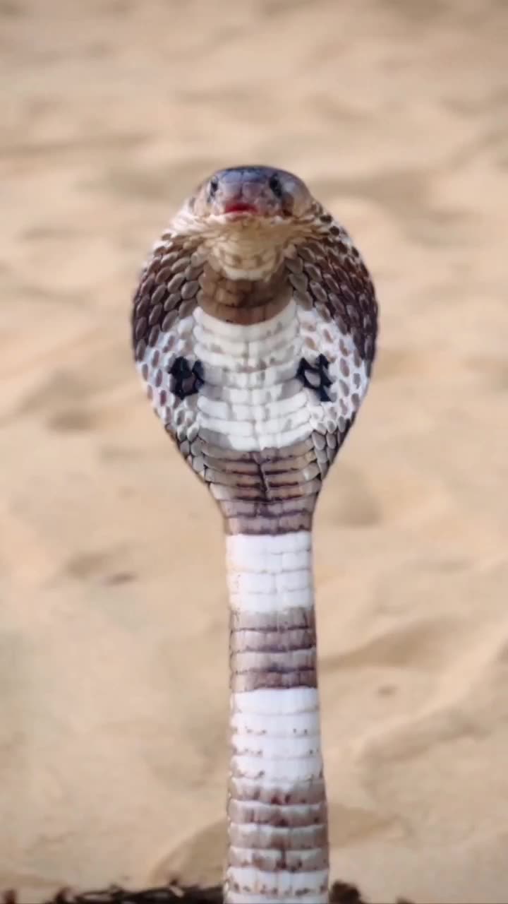 The King Cobra-One Of The Most Venomous Snakes On The planet Literally ...