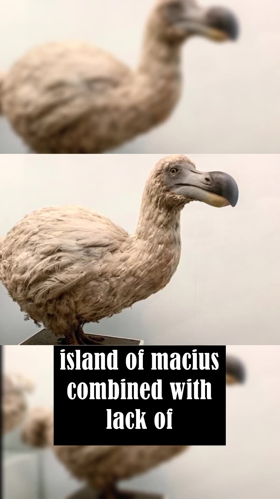 How Bizzare The Extinct The Dodo Is!