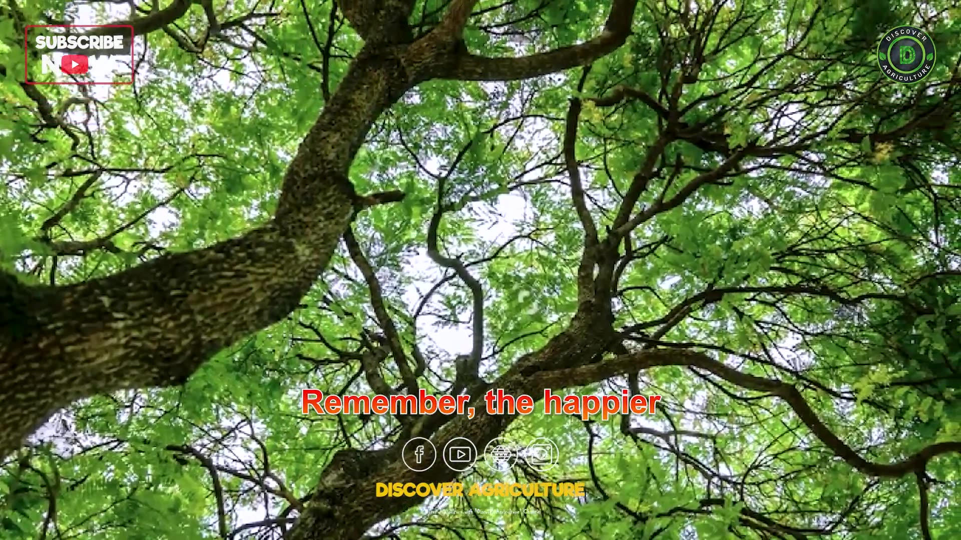 Tamarind Farming | How to Grow Tamarind Tree at Home | Comprehensive ...