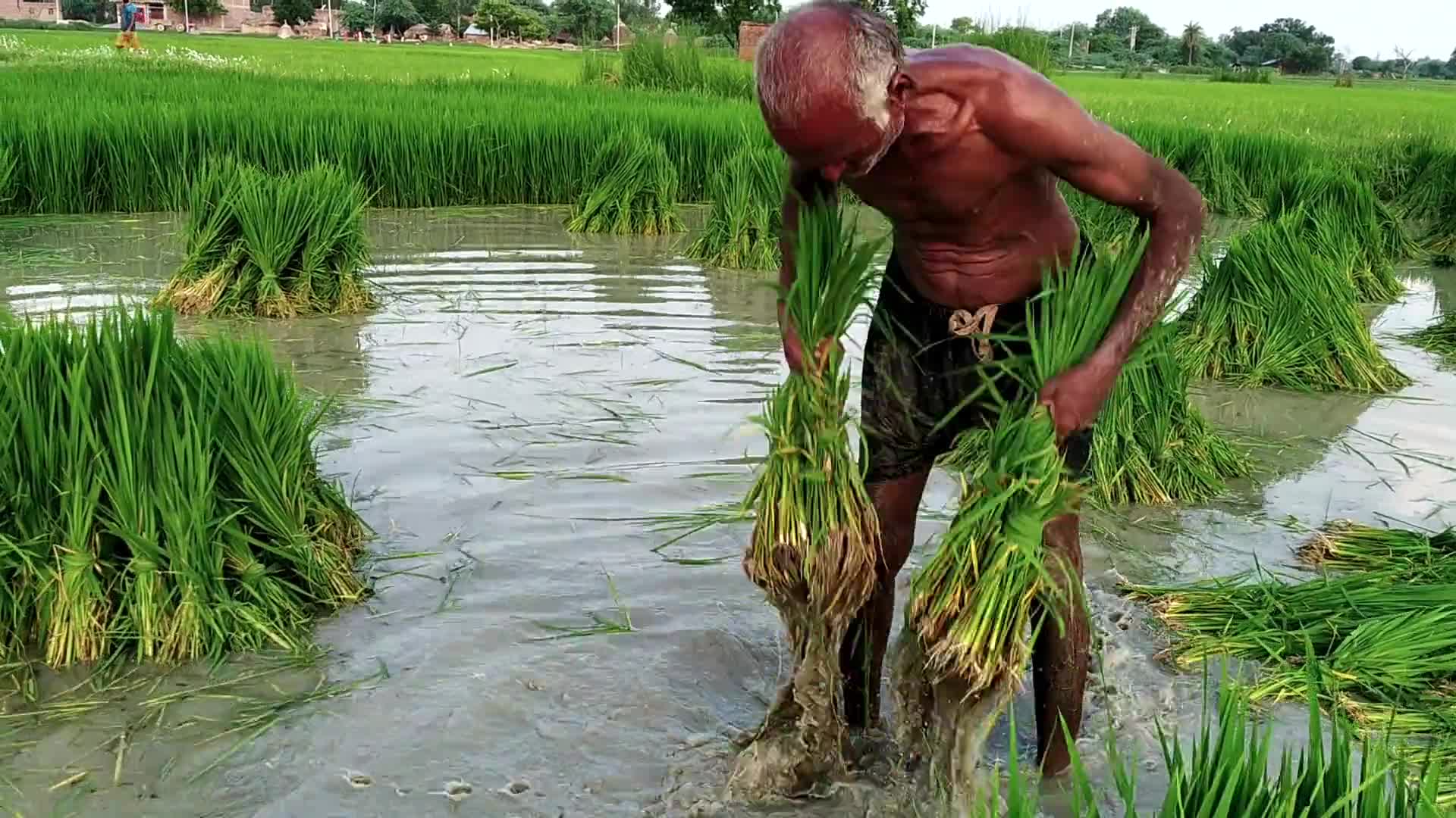 How Rice is Made : Step by Growing Rice Paddy Farming, My Village ...