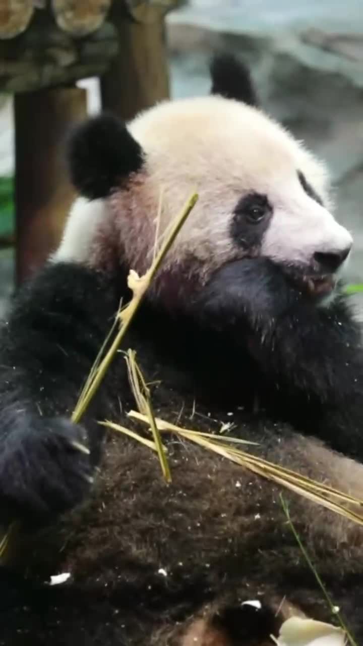 The love story of the panda Prince