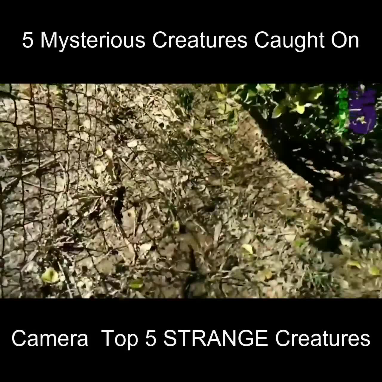 5 Mysterious Creatures Caught On Camera : Top 5 STRANGE Creatures