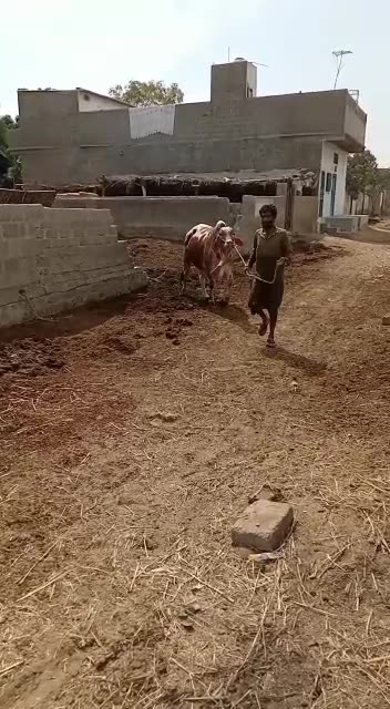 Beautiful Bachra | خوبصورت بچرا #cattlesfarming