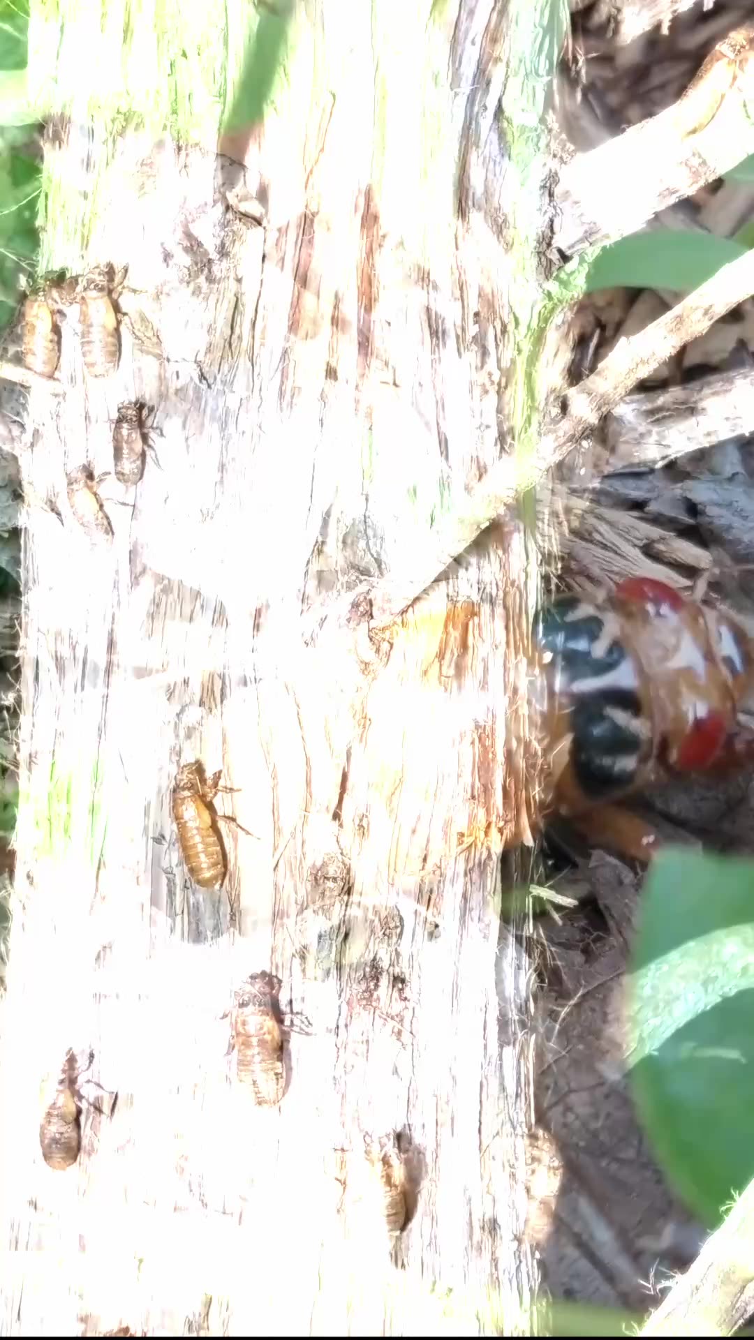 Watch The Amazing Periodical Cicada Emergence #insects