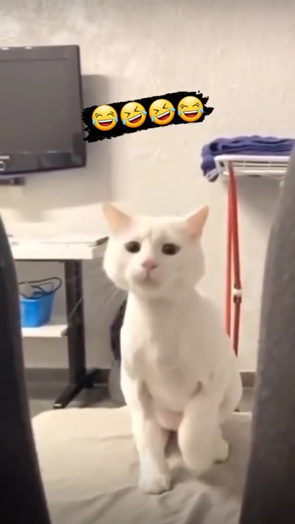 Arabic cat super cool dance habibi, super funny 😂