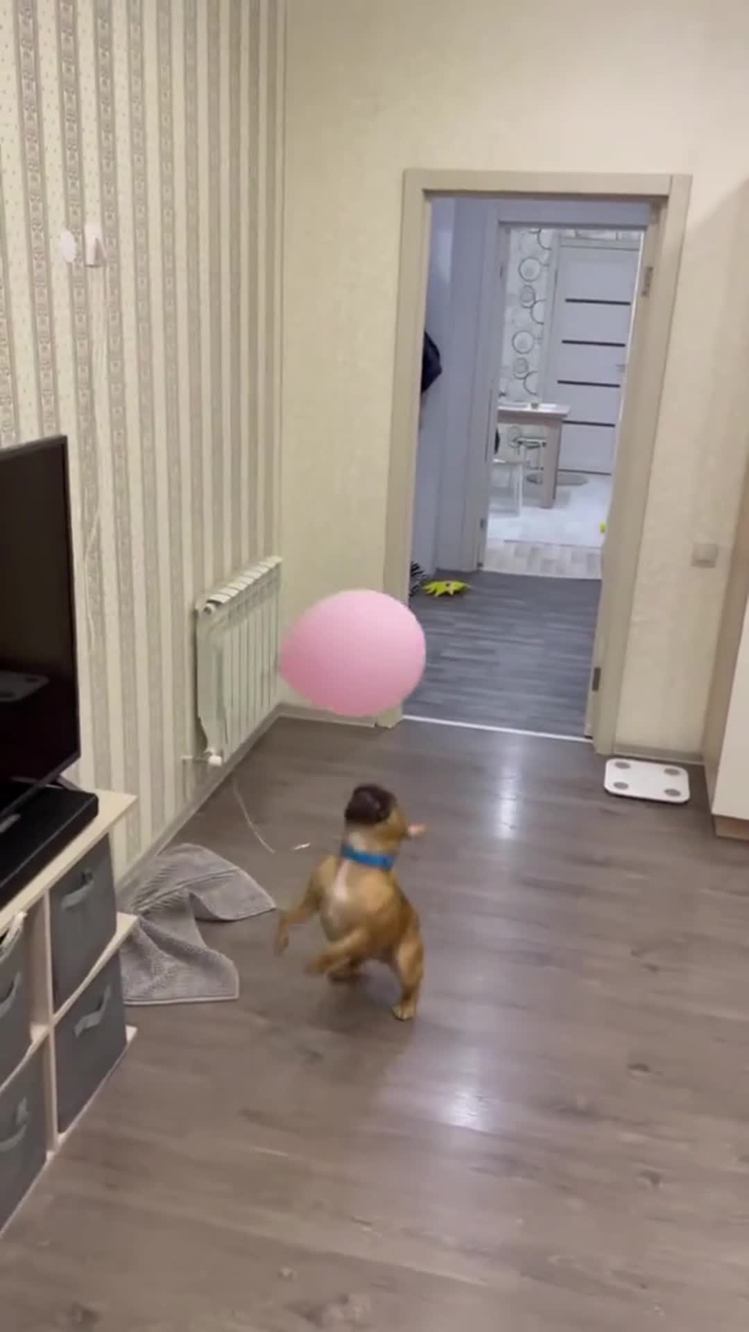 Exercising a Frenchie is Easy with Balloons