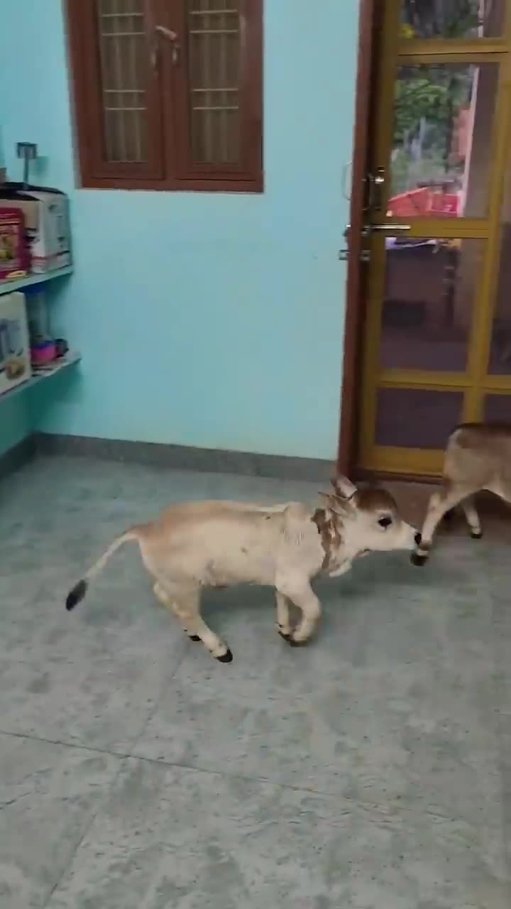 miniature Punganuru Cow's #Smallest cows #Shotest Brahman Breed cows