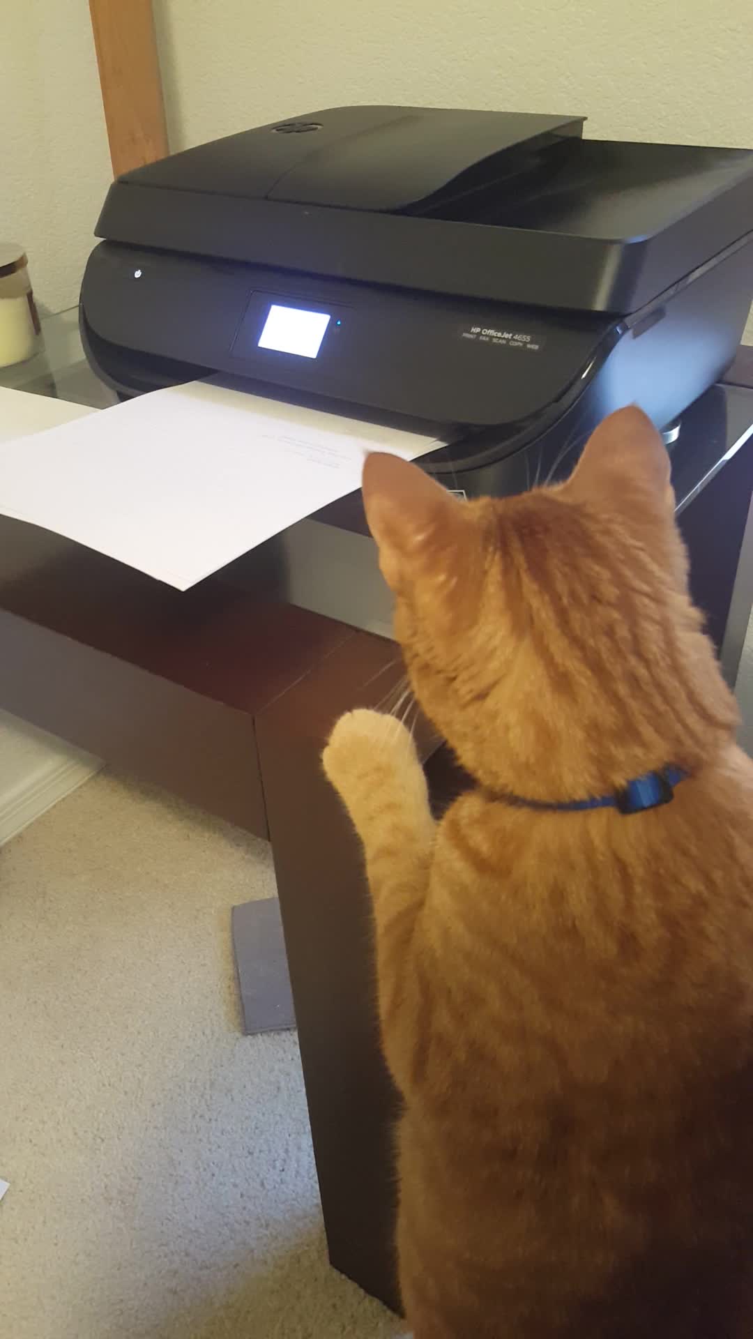 Cat extremely fascinated by home printer