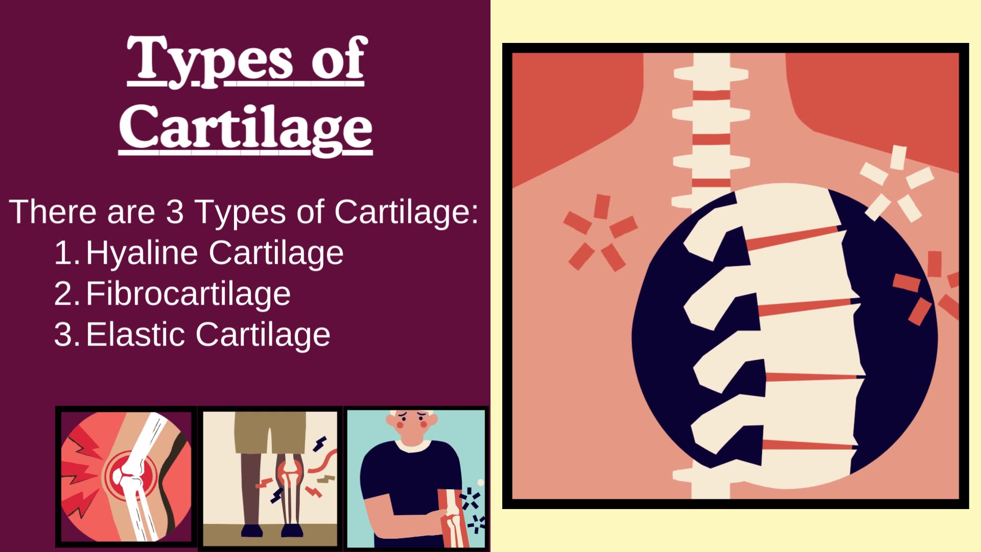 Cartilage: Types, Structure, and Blood Supply |Hyaline, Elastic, and ...