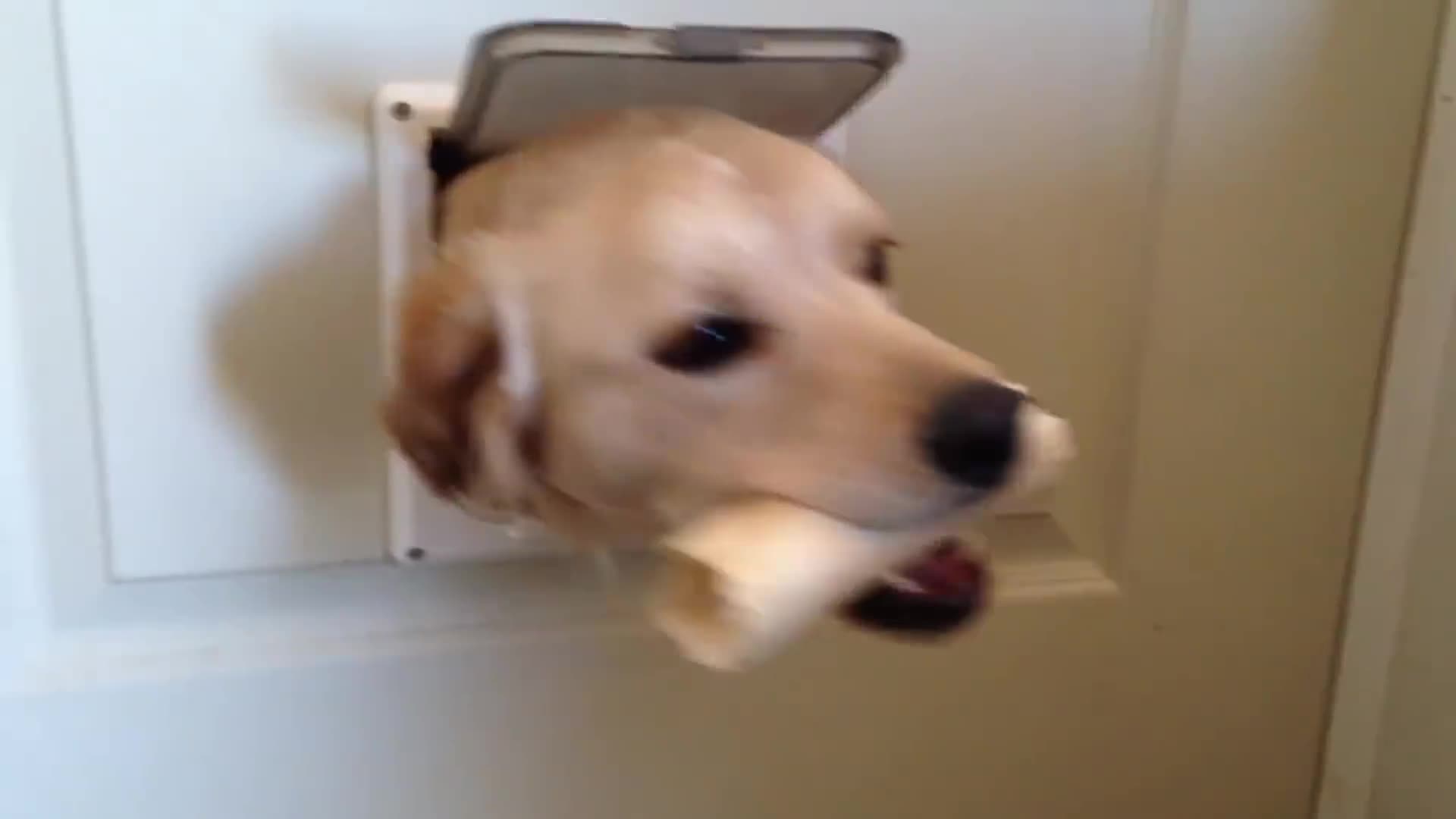 Try Not To Laugh At This Funny Dog Video Compilation | Pet's Life 101 ...