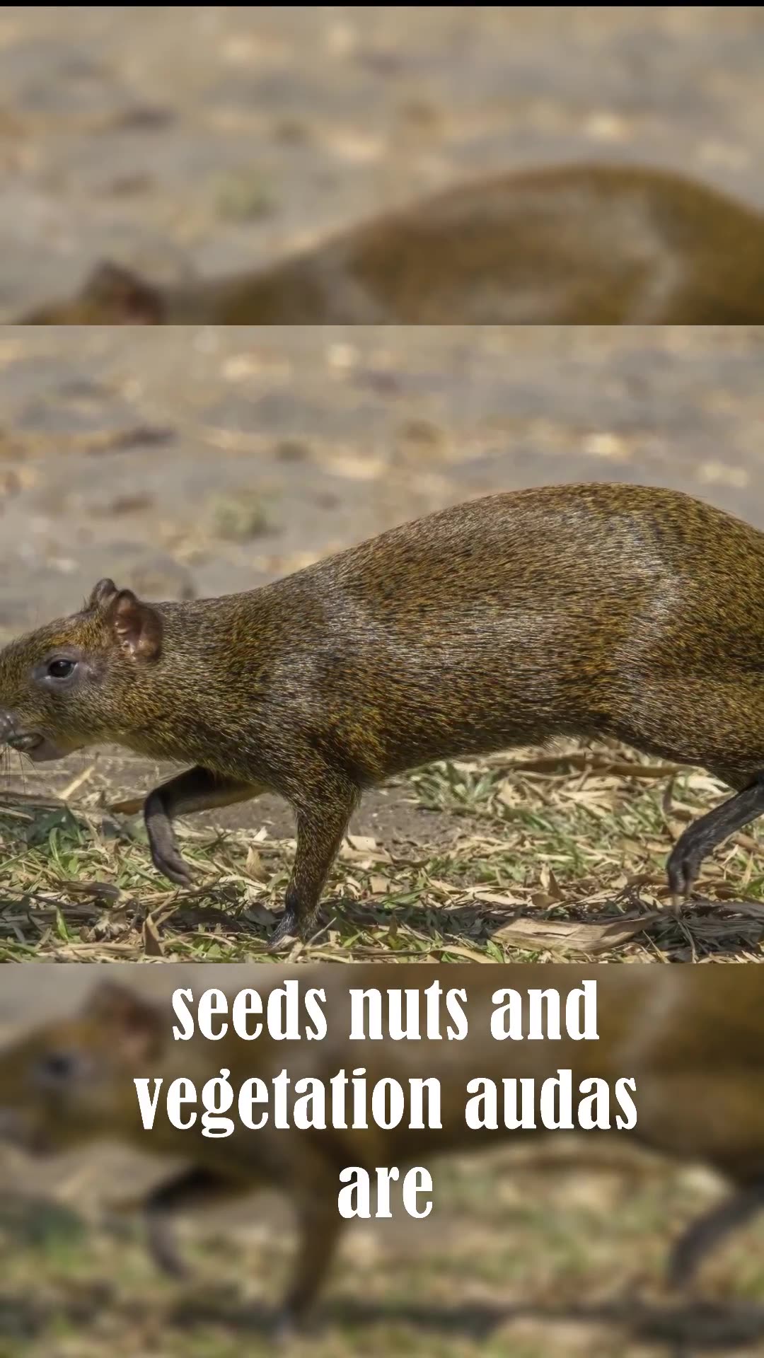 The Rarest Rodent That Could Be Own