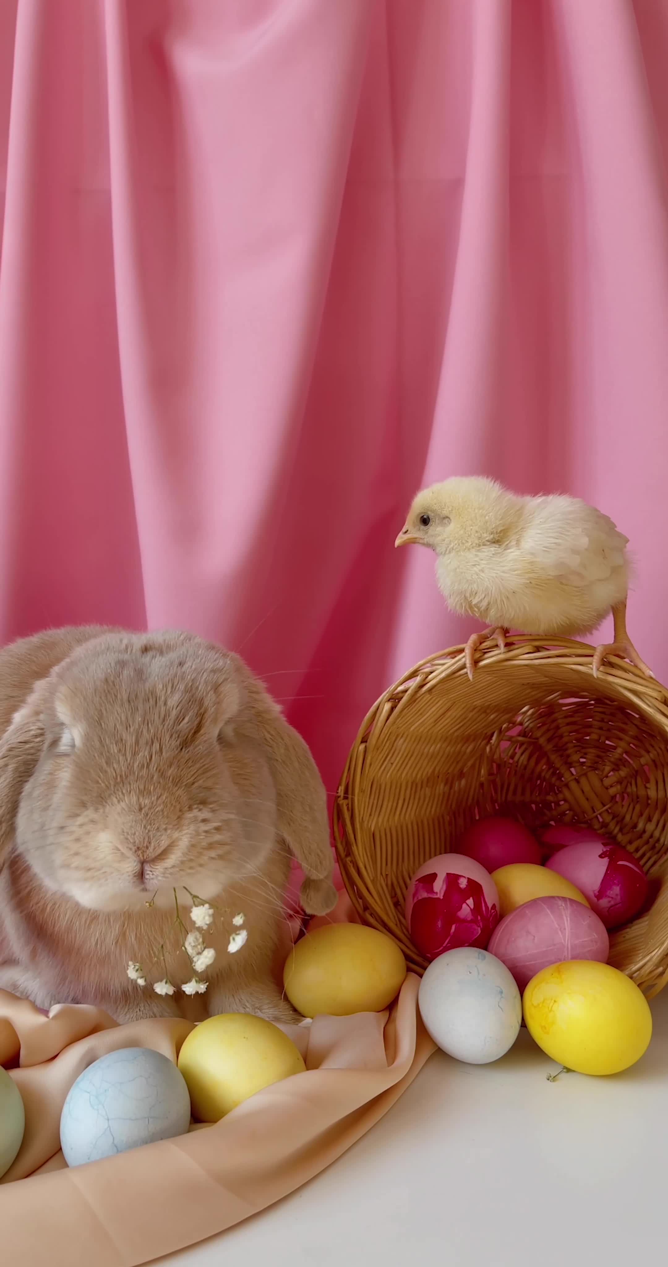 Pampered bunny welcomes you