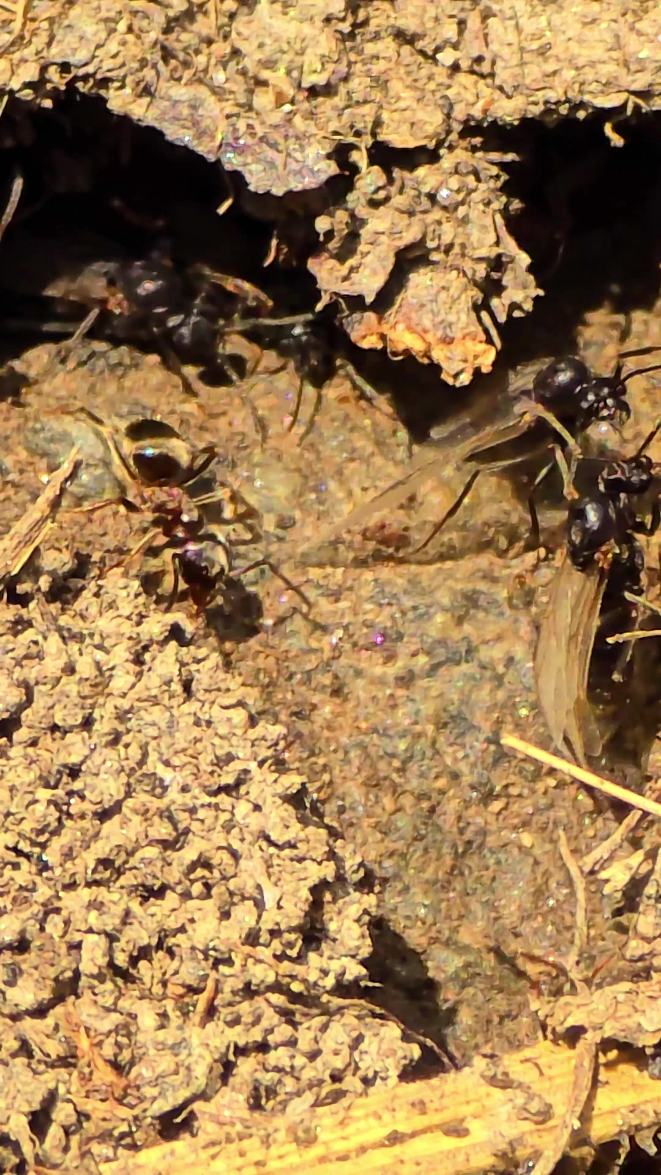 Ants at their cave close-up / beautiful insects in nature / ants with ...
