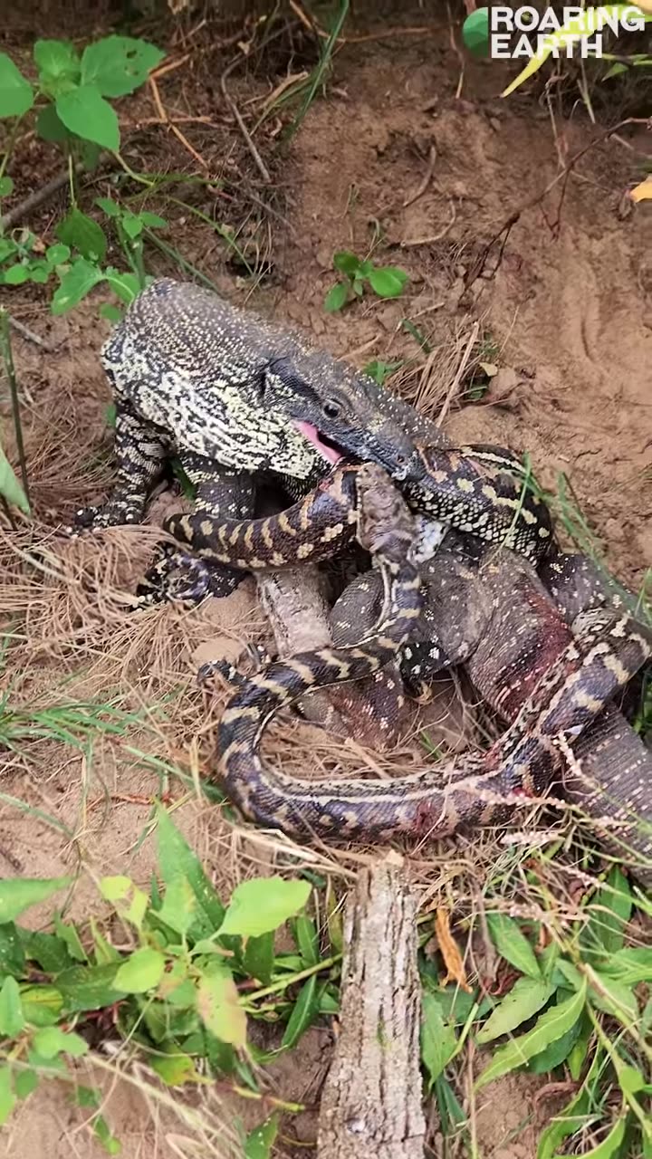 Python vs. Monitor Lizard: Epic Battle In Australia