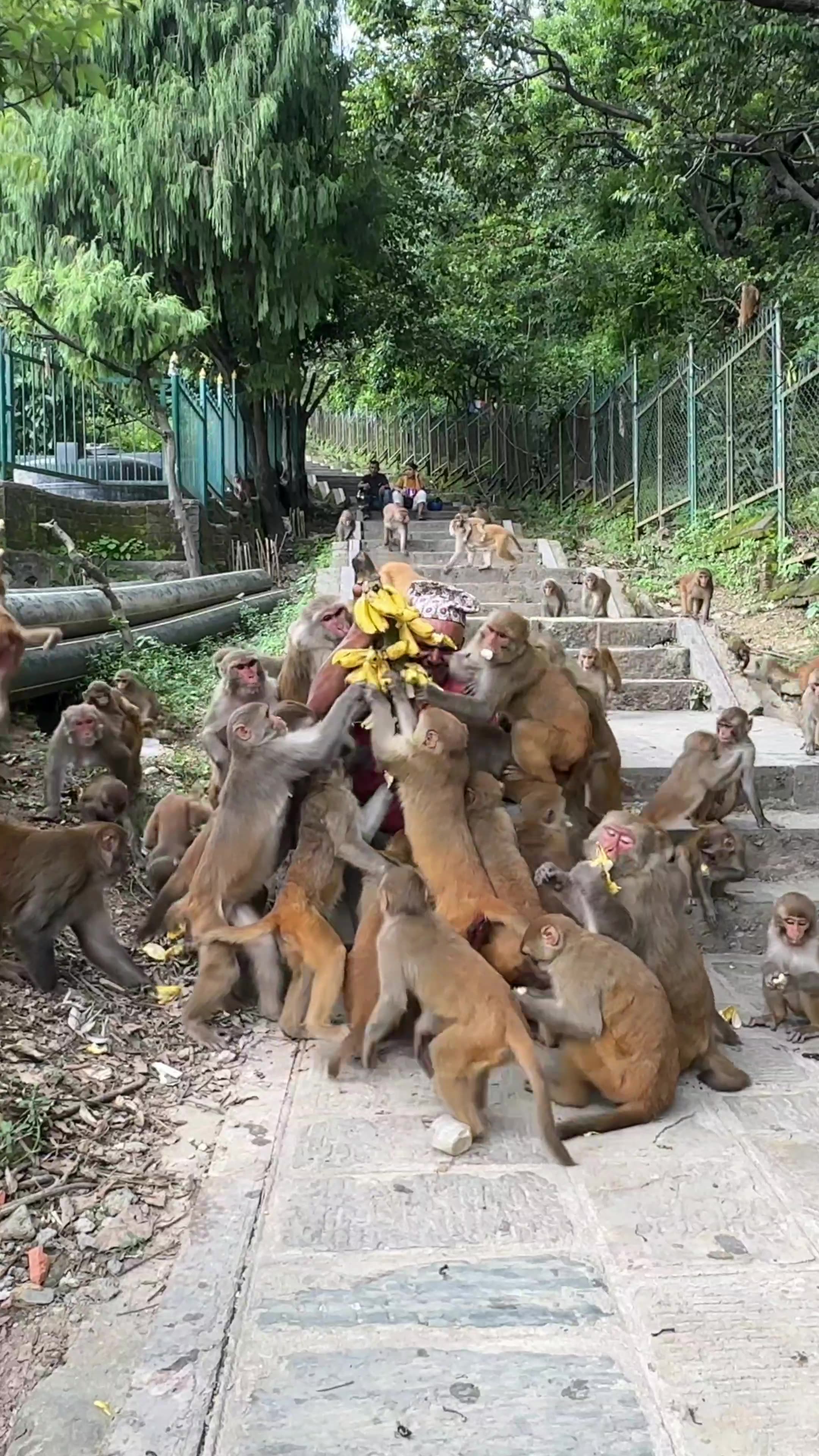 Monkeys Devour Bunches Of Bananas