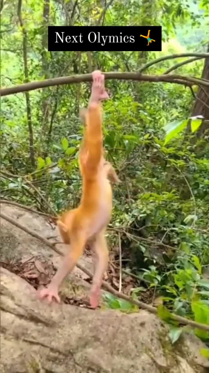 Next Olympic champion monkey🤣😂