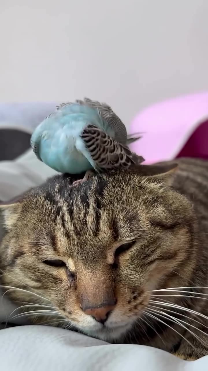 Parrot & Cat #parrots #cats #cat #animals #pets #reels