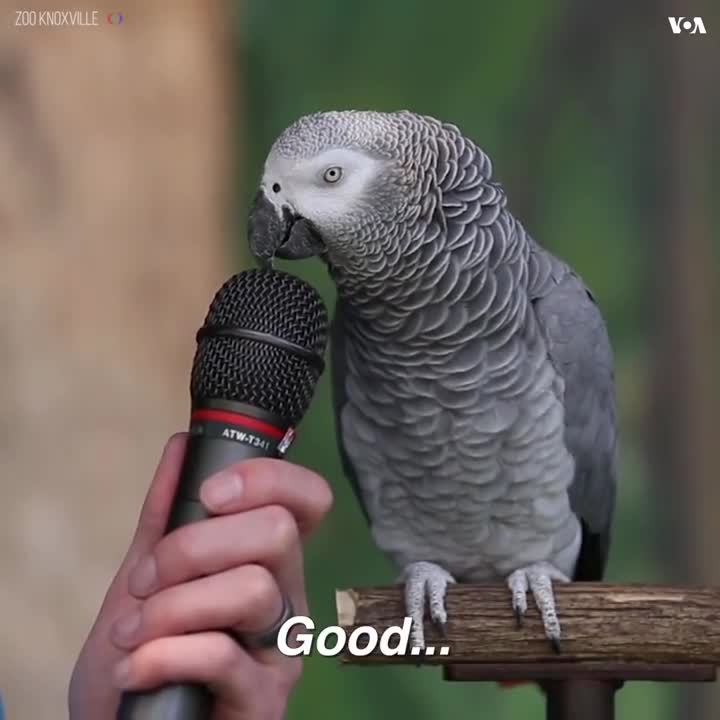 Talking Parrot