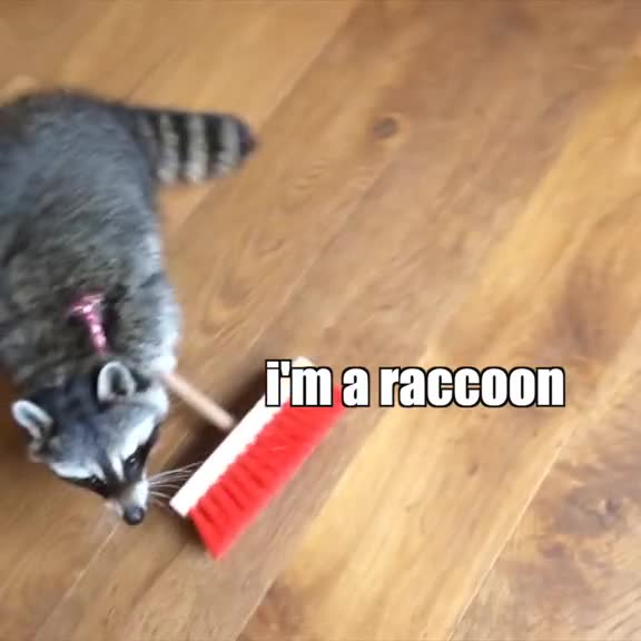 Raccoon Fed Up With Day Job