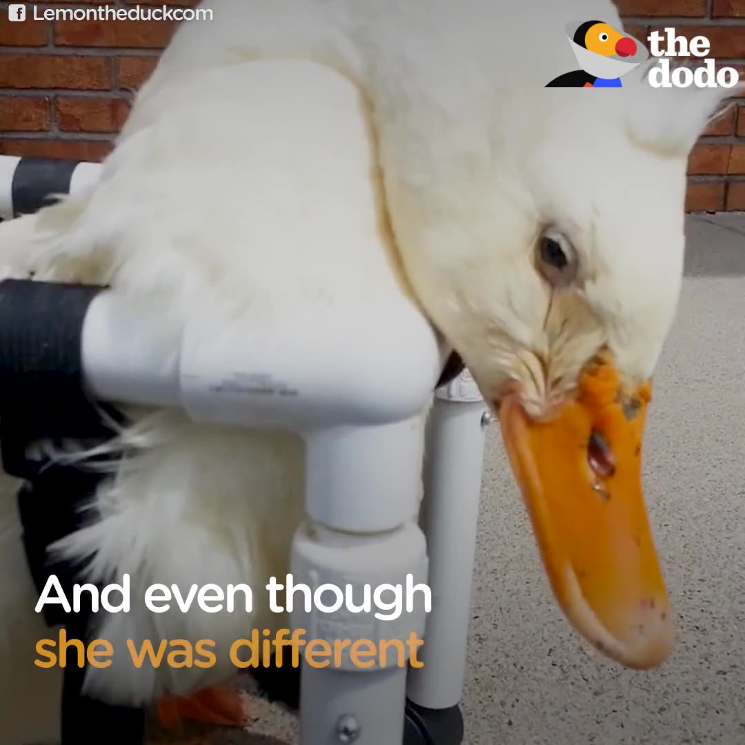 Duck With Brain Condition Works Hard To Walk and Swim | The Dodo