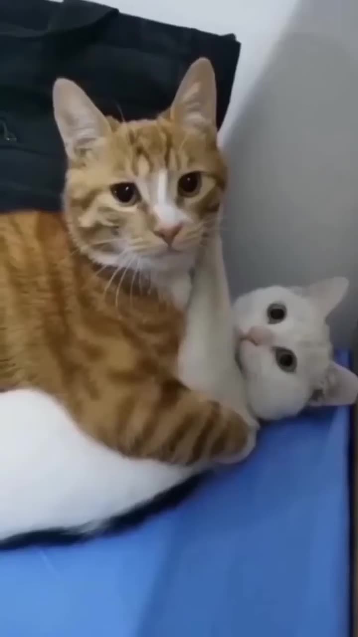 OPPSS BUSTED CAT ! _ Funny Animal Videos #shorts