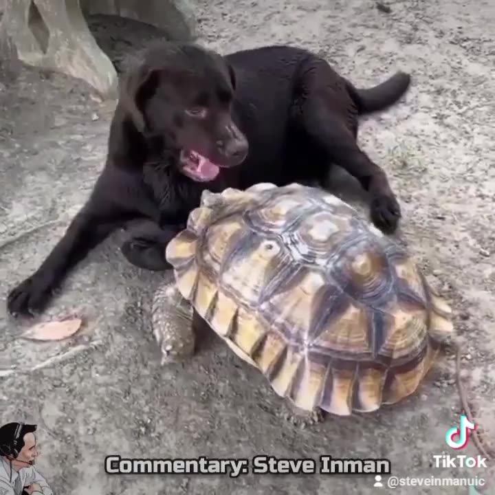 Tortoise vs. Dog
