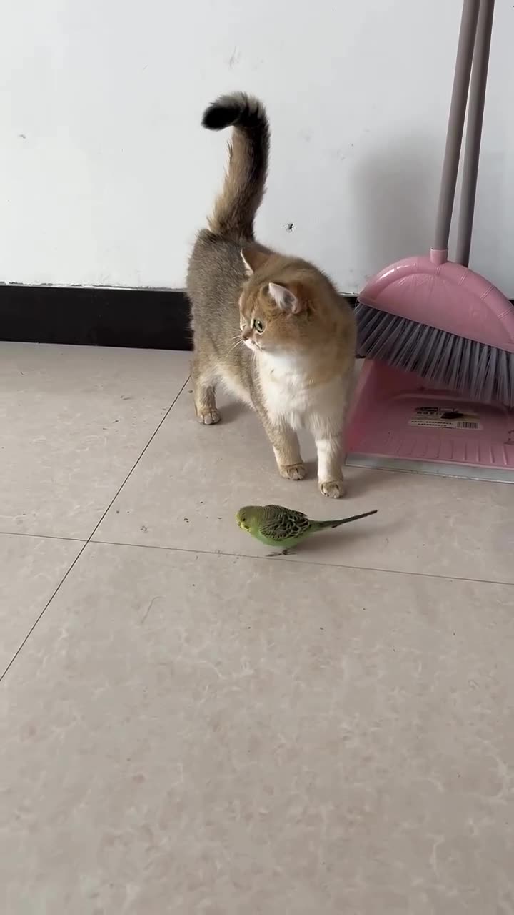 Secret agent «mouse» #mousse #cats #cat #animals #pets #reels