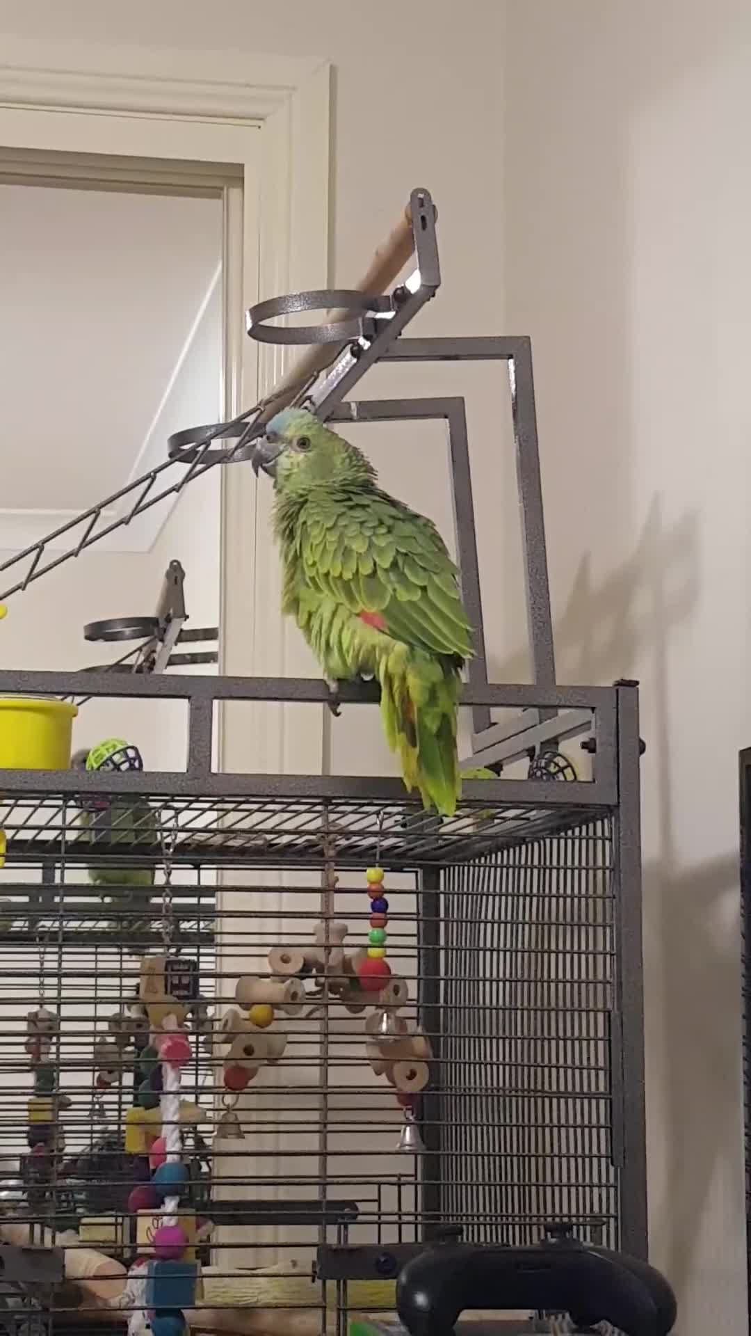 Witty parrot learns how to wolf whistle