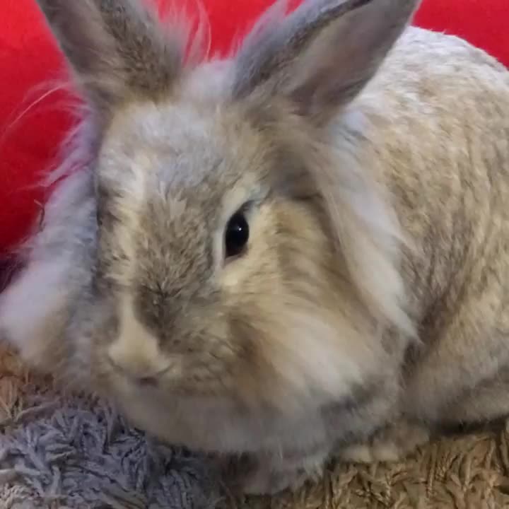 Guilty bunny! Who ate the banana?🐇