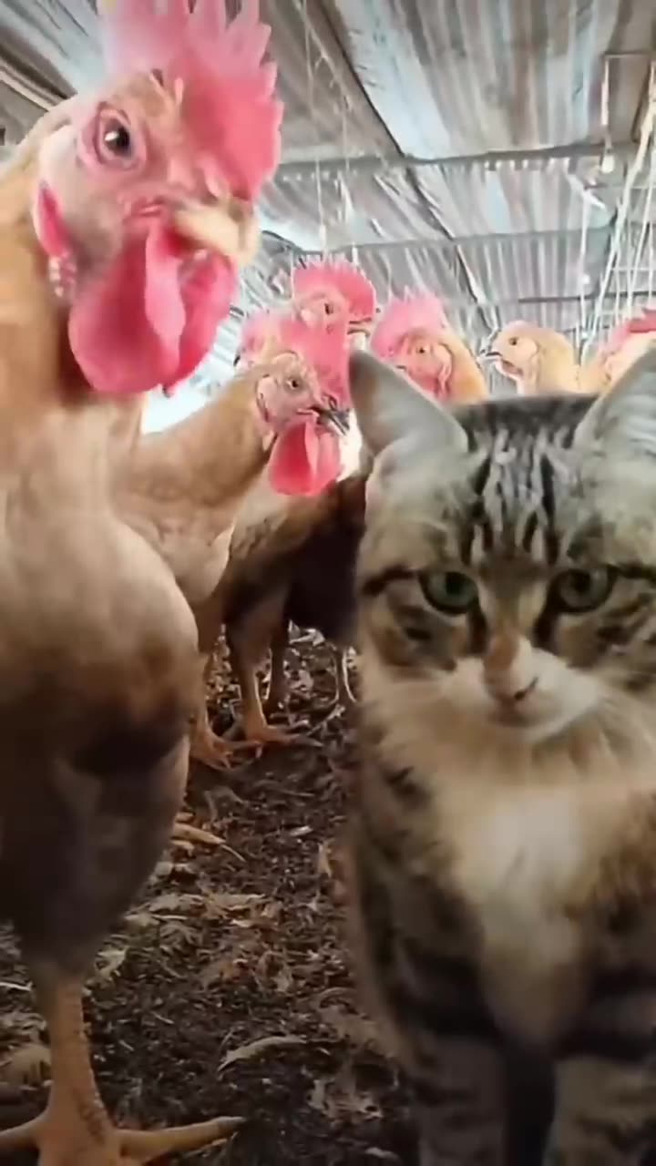 Cat vs Chicken: Watch What Happens Next and Get Ready to Laugh in 2023