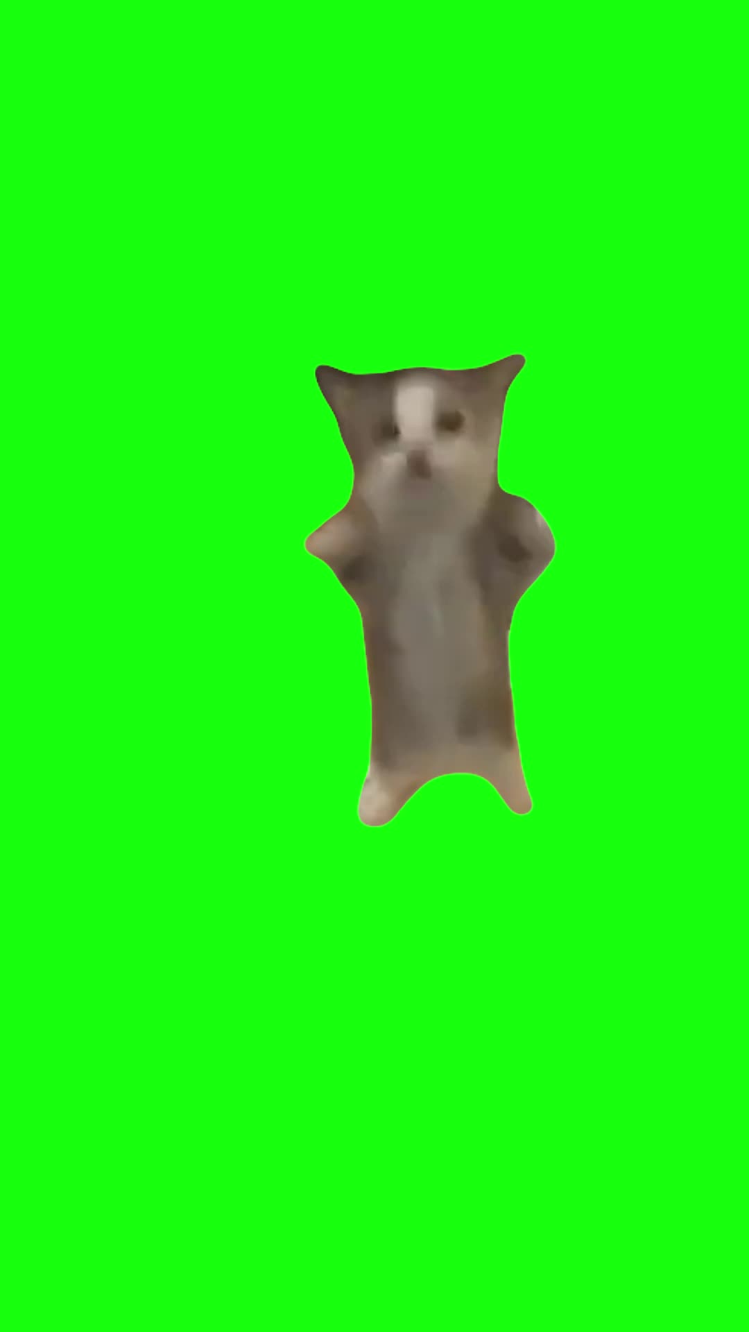 Cat Jumping Up and Down | Green Screen