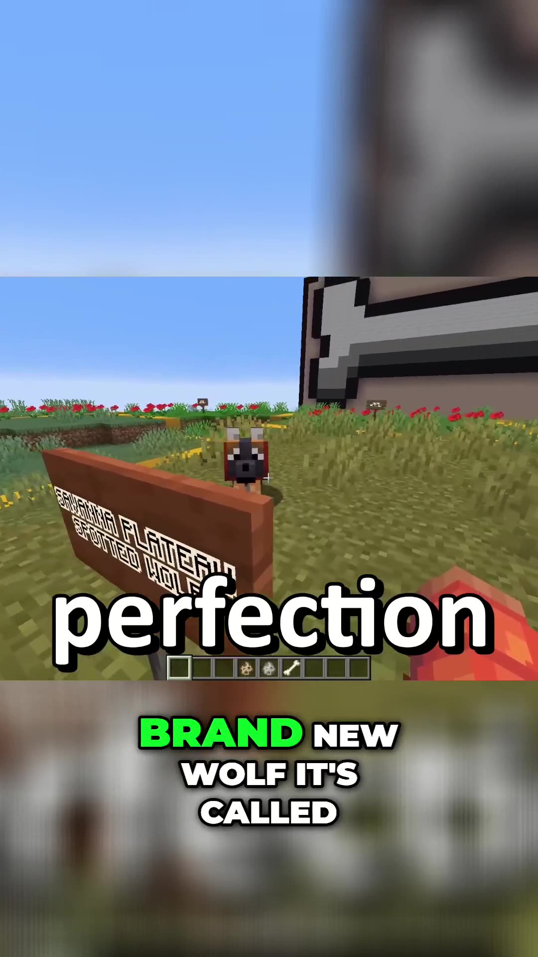 The Perfect Spotted Wolf in Minecraft Survival Mode: New Discovery!