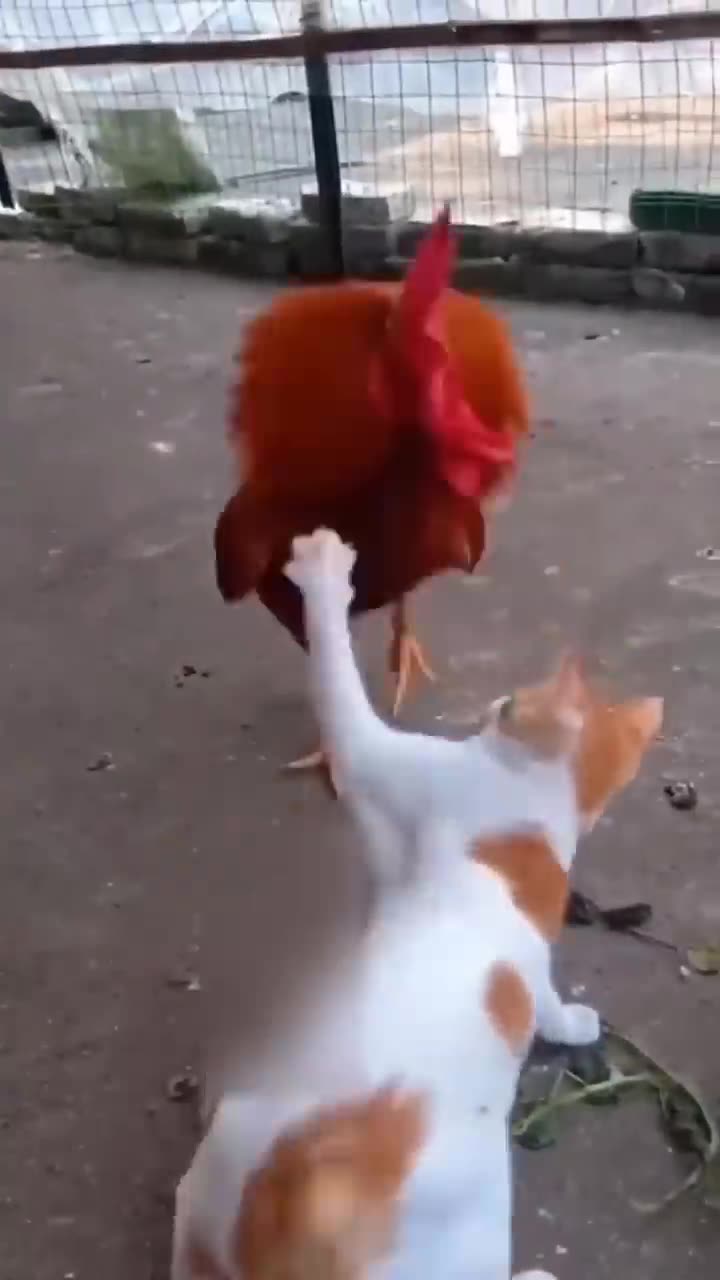 Cluckin' Chaos: Hilarious Cat vs Chicken Showdowns!