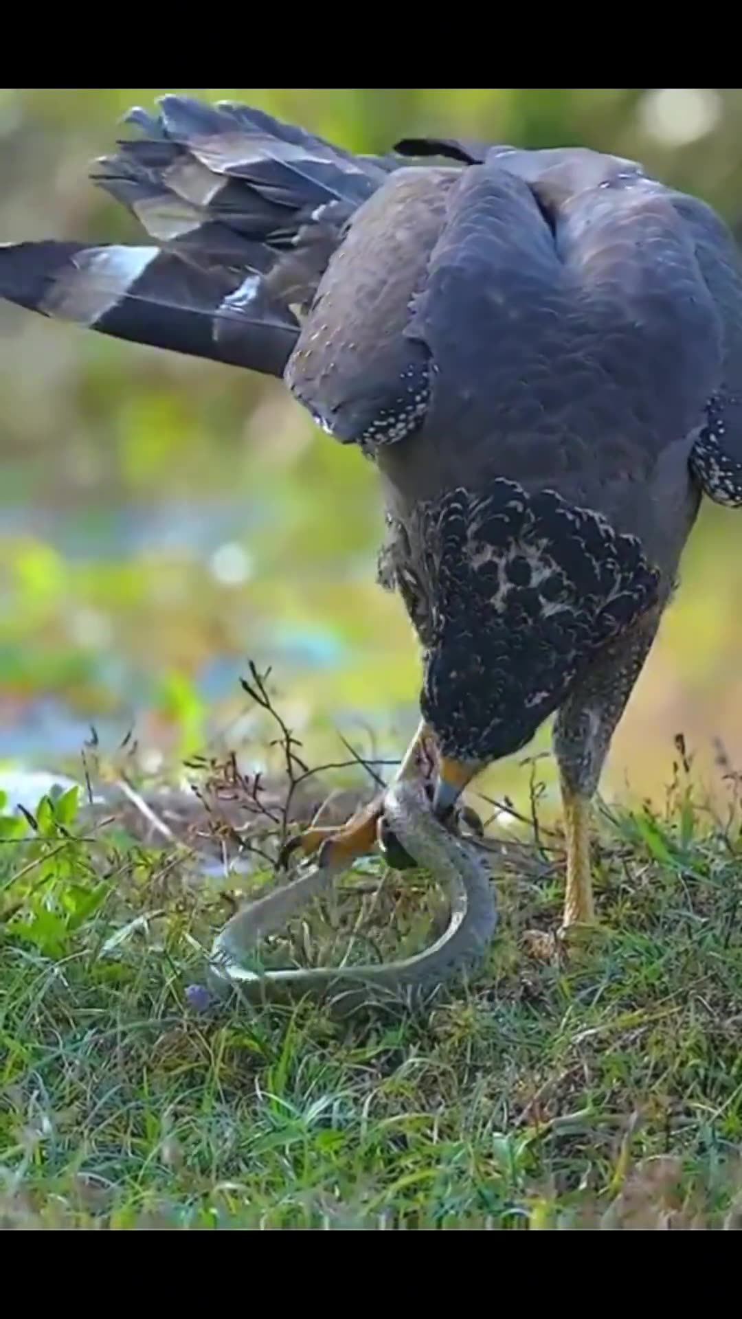 Eagle vs snake fight on the tree