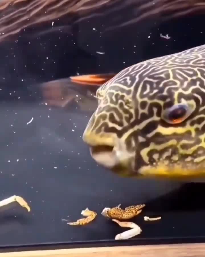 This is a beautiful and charming water-dwelling species