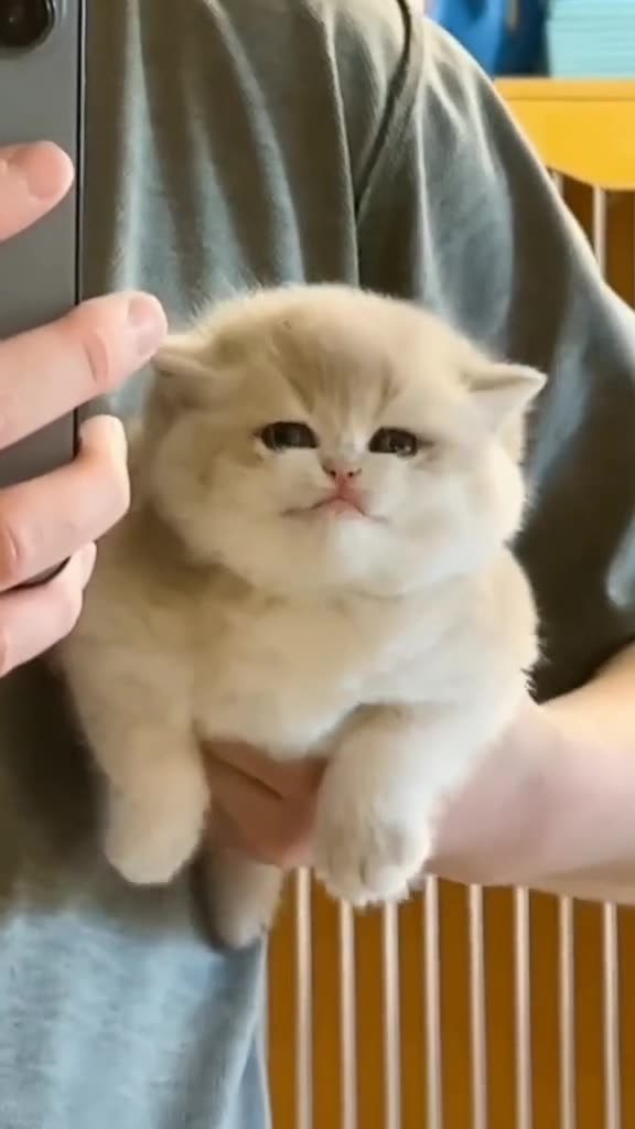 CUTE BABY MEOW