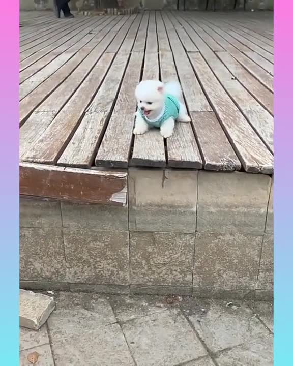 Cute🌹pom#short shorts video pomeranian--pome lovely video ji