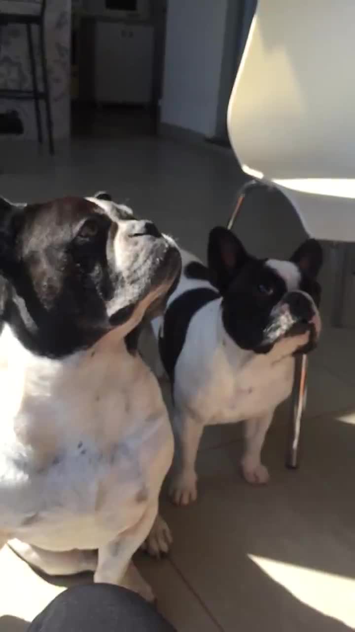 bulldog frances word