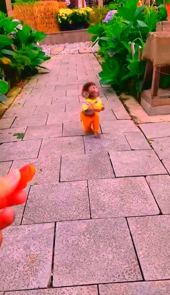 Adorable Monkeys, funny animals, smartest animals, cute monkey, baby ...