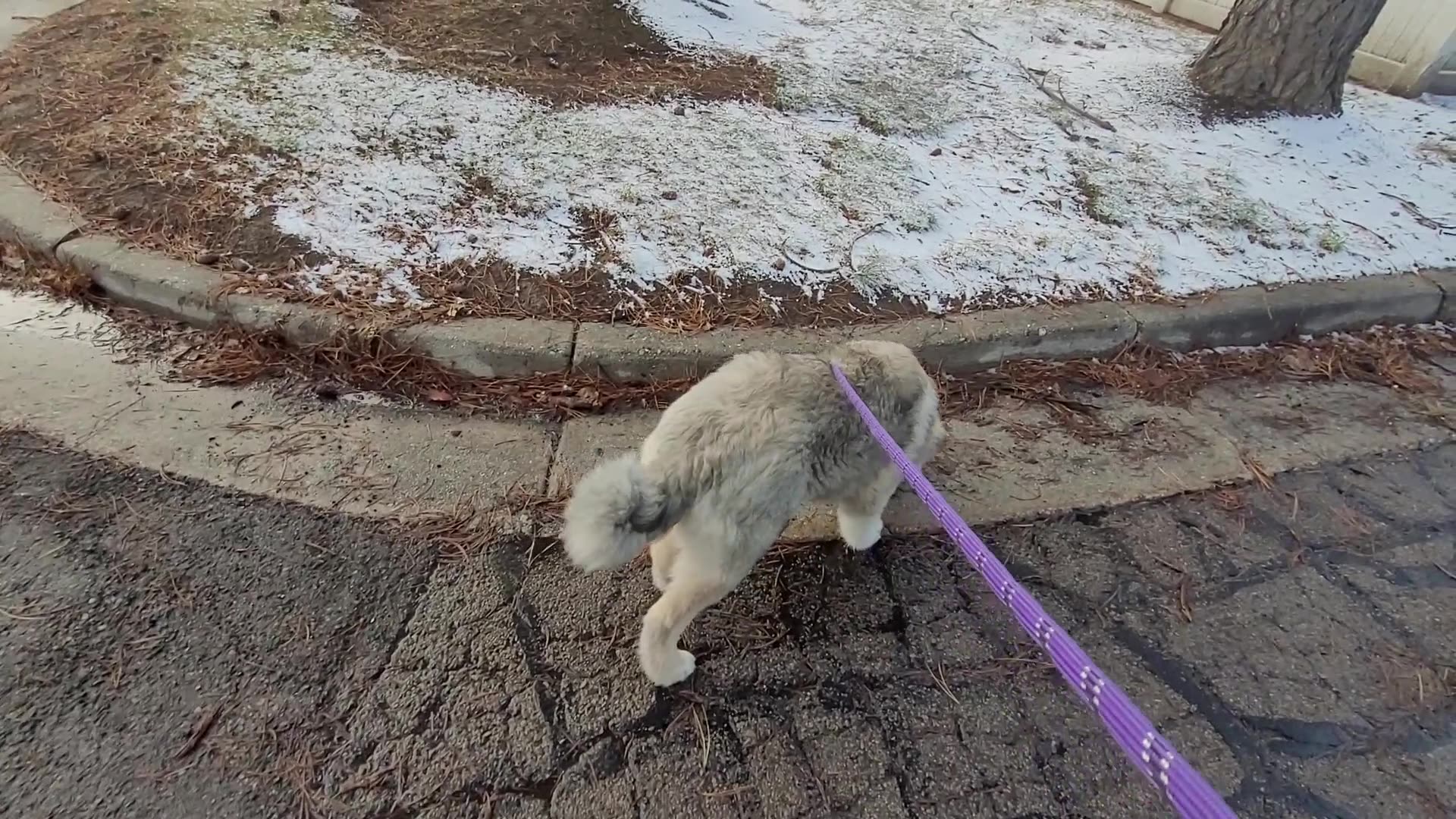 Pixie's 8th Day With Drew - Caucasian Ovcharka Dog - Caucasian Shepherd