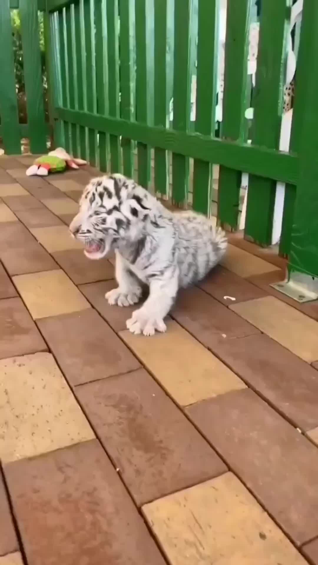 Cute little beast | Tiger cub