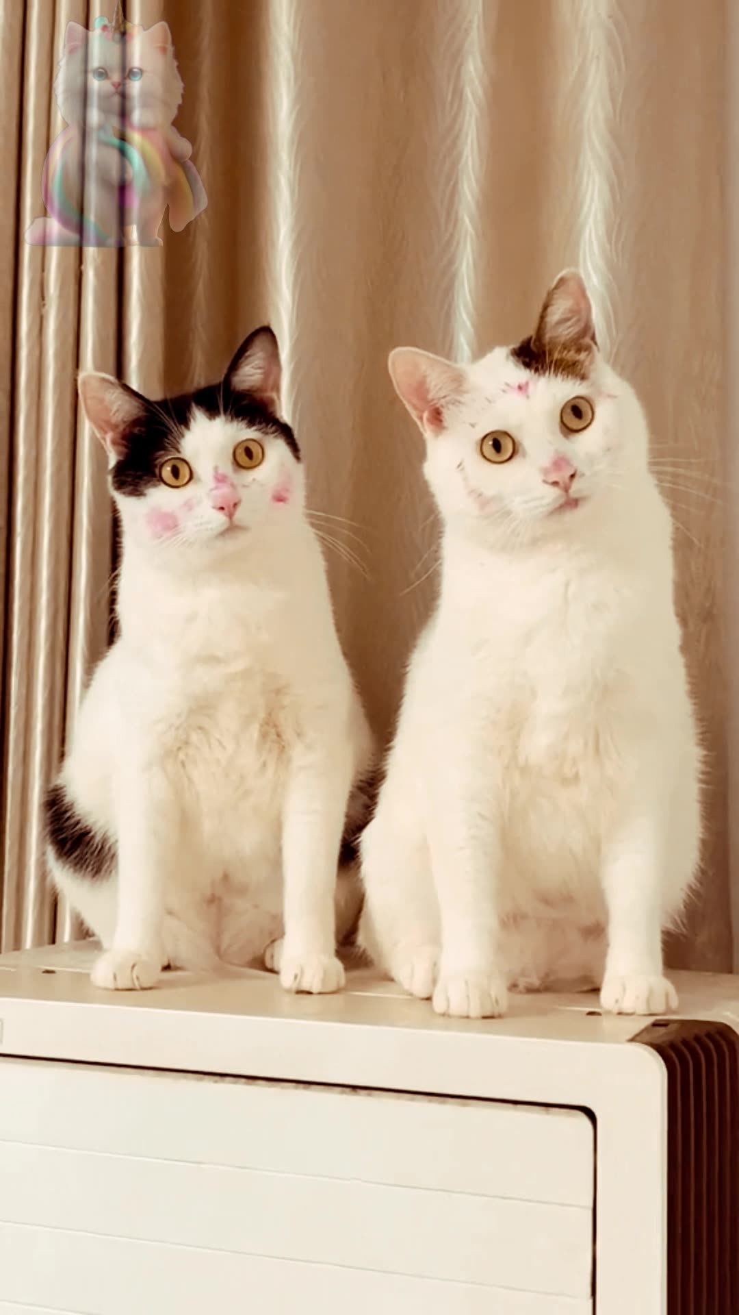 Beautiful Cat's Style 😺 #cat #cats #cute #cutecat #cutecats May 26, 2024