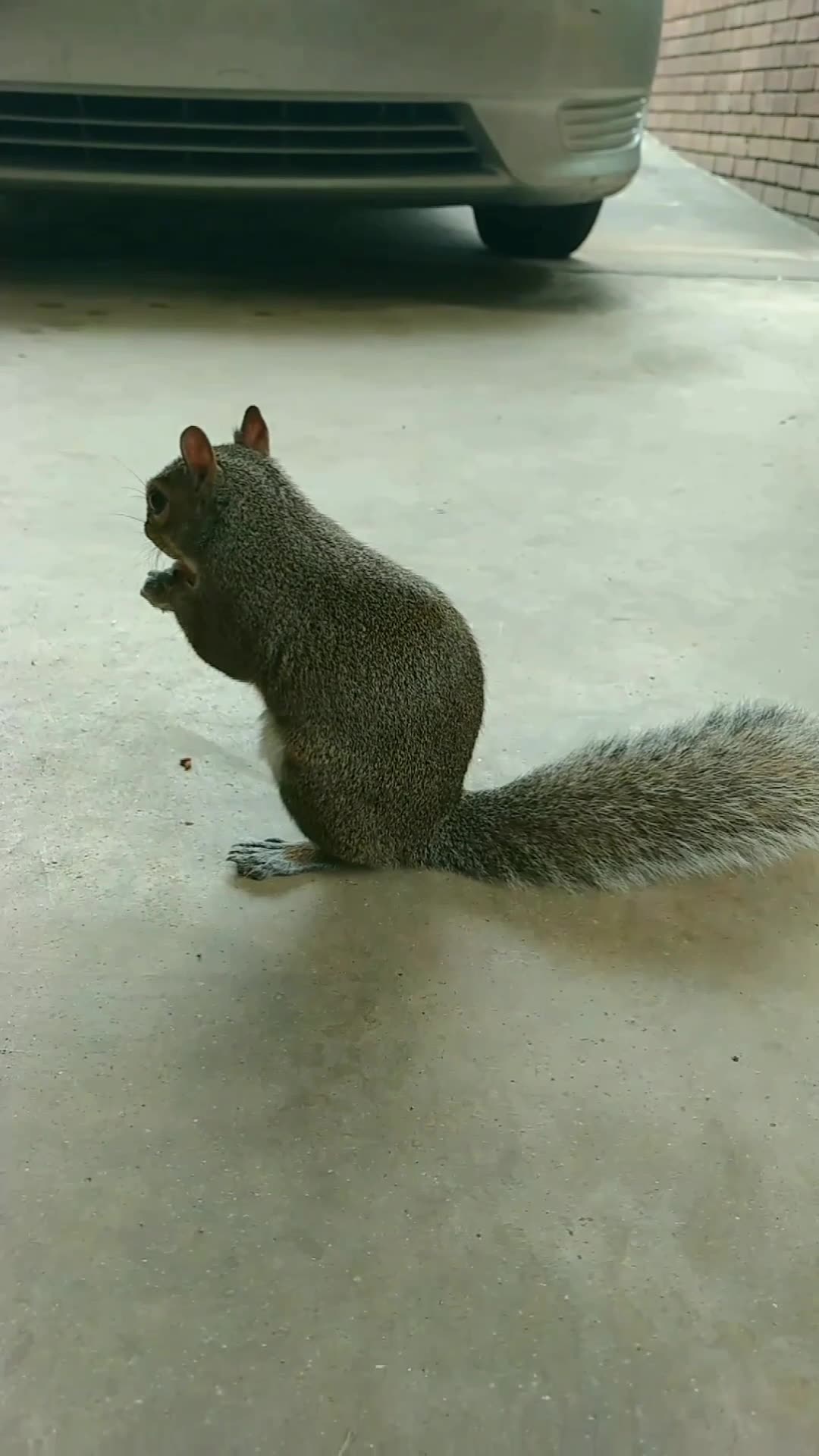 I feel lucky to have been visited by Mika The Squirrel, a cute and ...