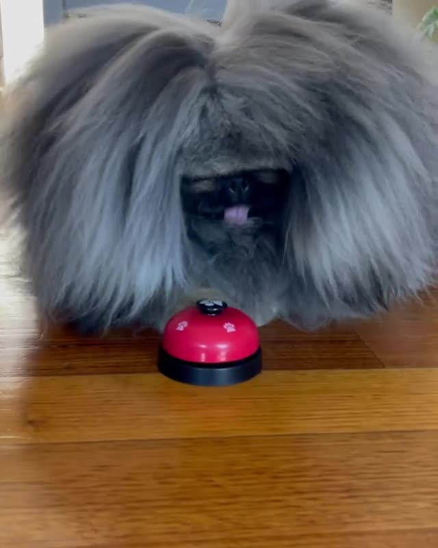 🔥Funniest Dogs will make you laugh all day long | Instagram Reels and ...